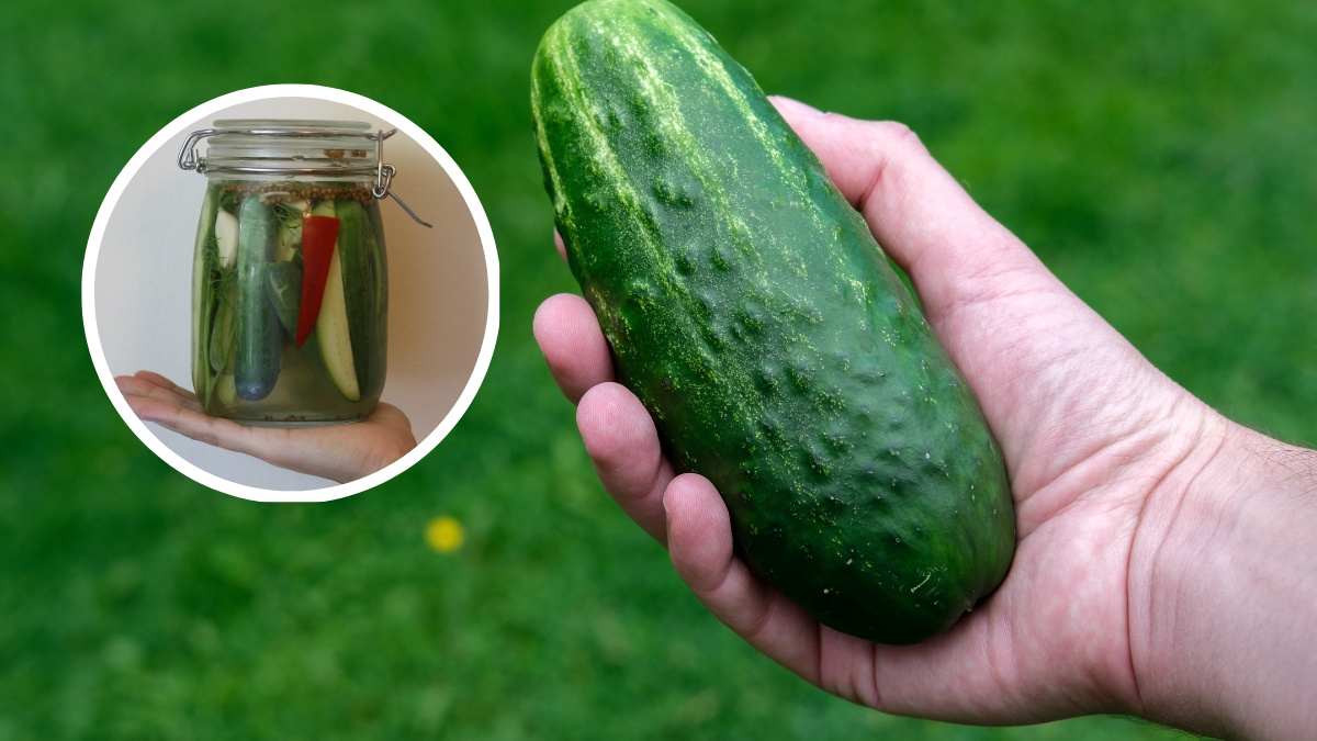 Babciny przepis na przerośnięte ogórki, które nie nadają się do ...