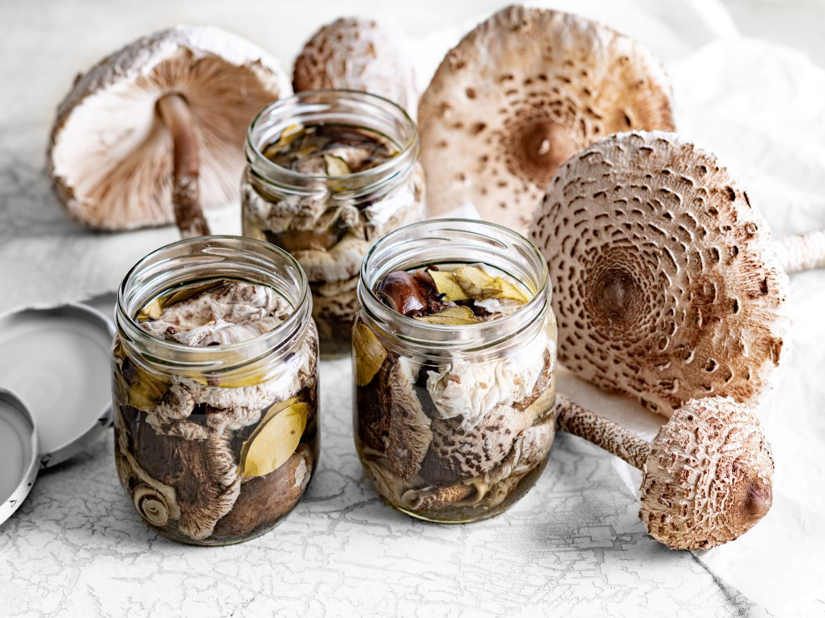 Kanie marynowane - przepis - Mojegotowanie.pl