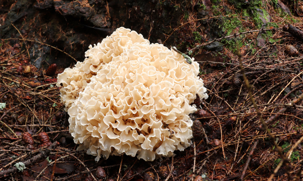 Grzyb jak kalafior – szmaciak gałęzisty, właściwości i przepisy ...