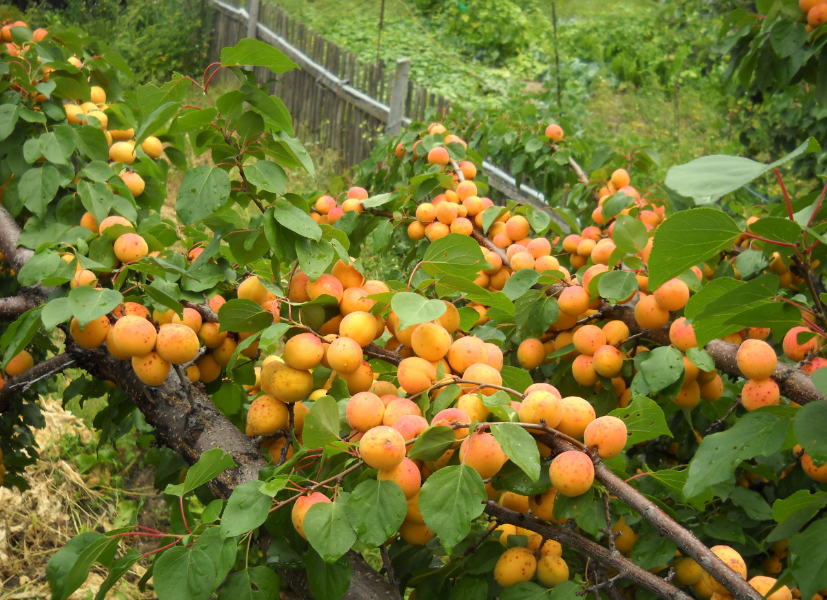 Właściwości moreli są cenne dla funkcjonowania organizmu. Poznaj je i ...
