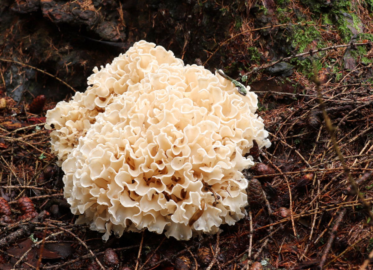 Grzyb jak kalafior – szmaciak gałęzisty, właściwości i przepisy ...