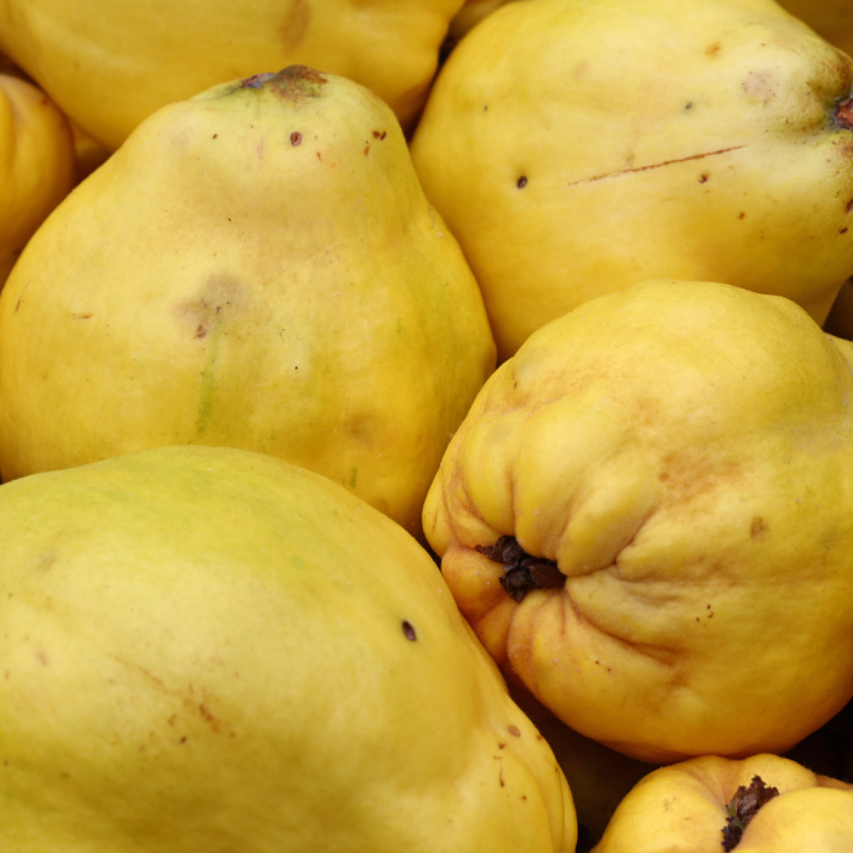 Twarda pigwa szybko zmięknie. Nie gotuję jej, tylko stosuję prostą ...