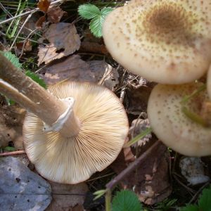 Sałatka z opieniek - przepis - Mojegotowanie.pl