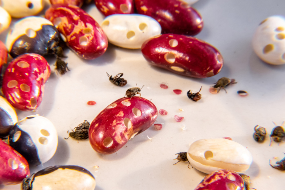 Robaki w fasoli. Jak się ich pozbyć? - Mojegotowanie.pl