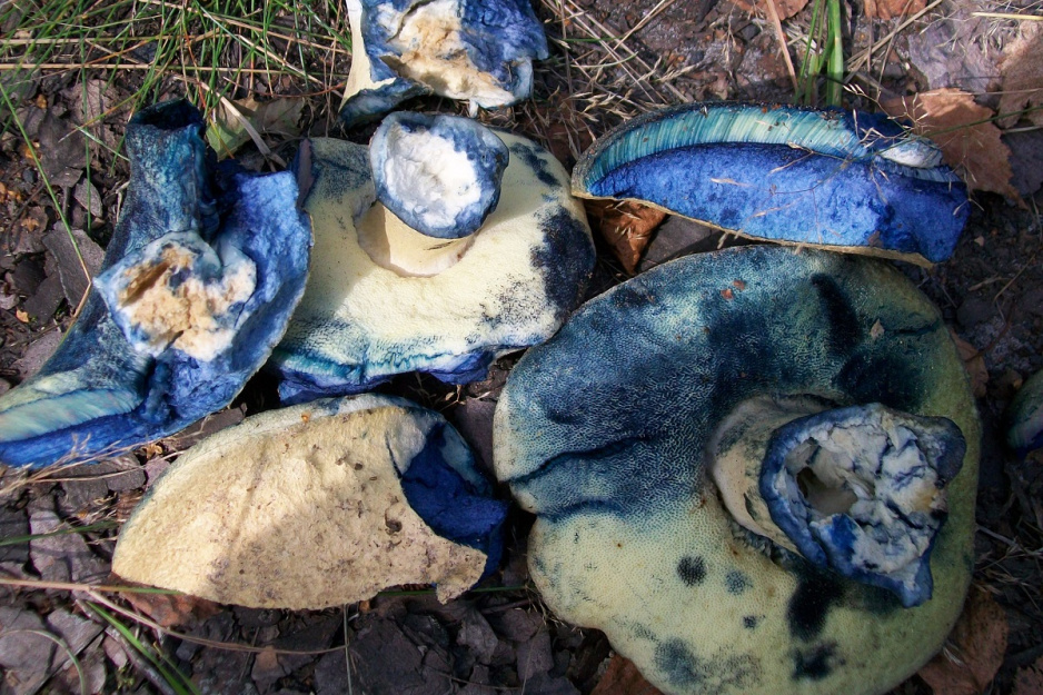 Spotkaliście w lesie niebieskie grzyby? Pakujcie je do koszyka. To ...