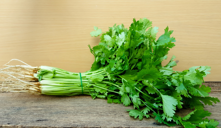 Kolendra do czego pasuje i jaki ma smak? - Mojegotowanie.pl